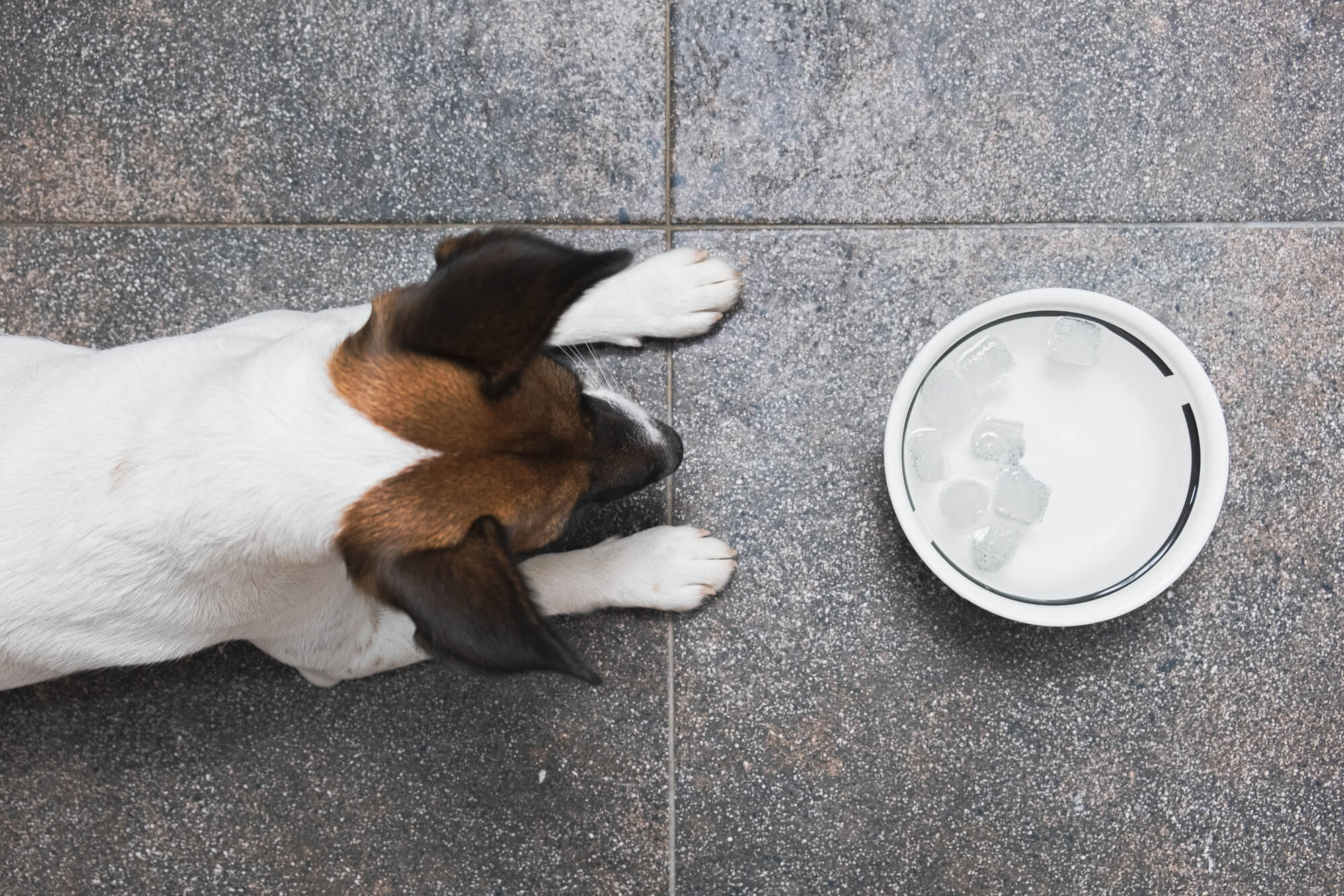 27 Foolproof Ways To Stop Dogs From Tipping Over Their Water Bowl 27-foolproof-ways-to-stop-dogs-from-tipping-over-their-water-bowl